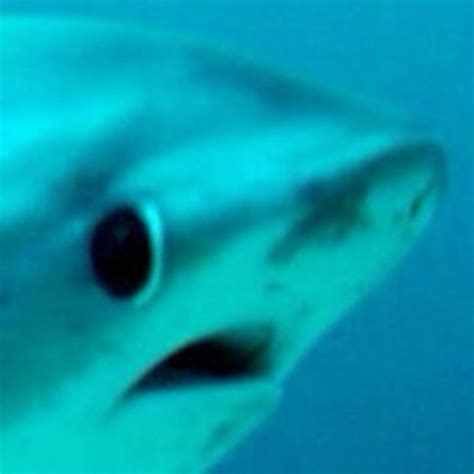 Shark Pfps