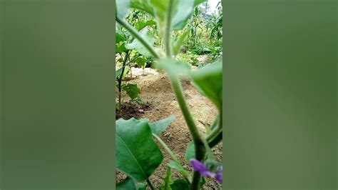 বাগানে বেগুন গাছের সুন্দর ফুল ফল ধরেছে।। Nature Youtube