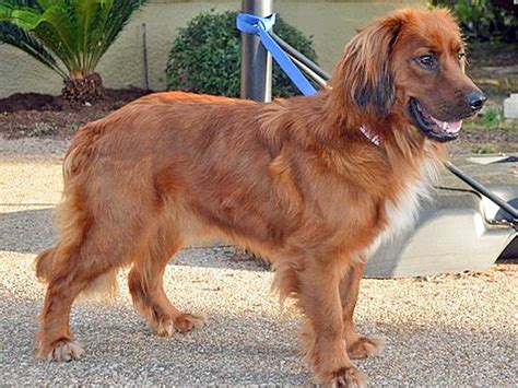 Irish Setter Mixed With Golden Retriever
