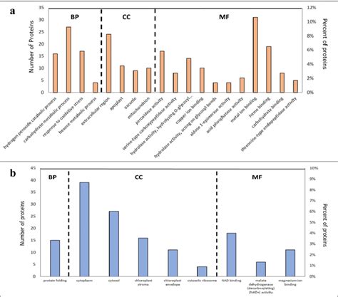 Classification Of Identified Proteins Of Potato Roots As A More