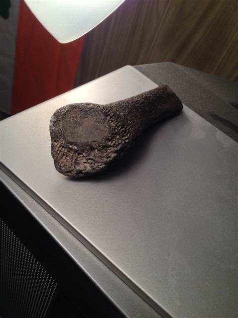 Possible Bone Found In The Ocean At Ocean City Md What Is This Thing Whatisthisthing