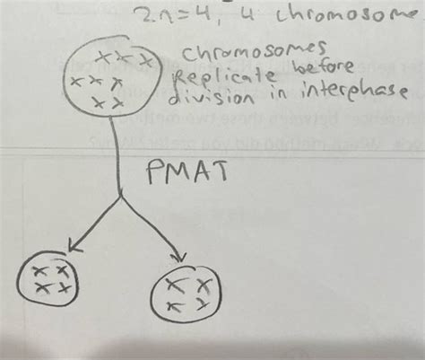 Mitosis And Meiosis Flashcards Quizlet