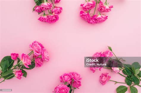 분홍색 배경에 장미 꽃과 꽃잎으로 만든 꽃 프레임 플랫 레이 상단보기 발렌타인 0명에 대한 스톡 사진 및 기타 이미지 0명 개념 개념과 주제 Istock