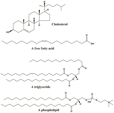 Describe The Different Types Of Lipids