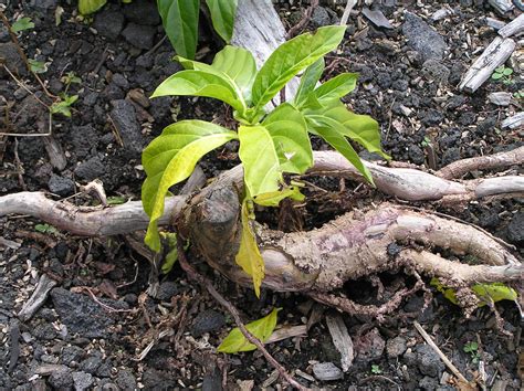 Noni Morinda Citrifolia Root Knot The Coppiced Root Is Flickr