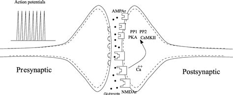 A Model Of Bidirectional Synaptic Plasticity From Signaling Network To Channel Conductance