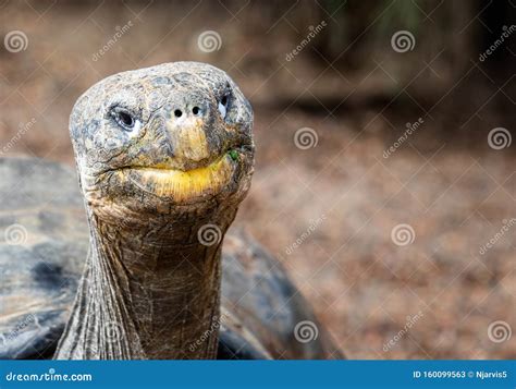Close Up Of Giant Galapagos Tortoise Head Stock Image Image Of Large