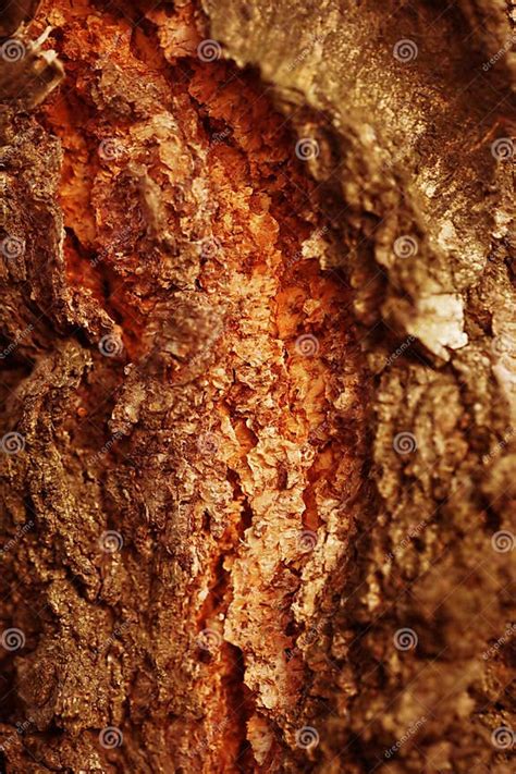 Tree Bark Background Stock Image Image Of Rust Erosion 39822929
