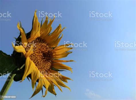 텍스트에 대한 복사 공간이있는 푸른 하늘의 배경에 노란색 밝은 해바라기가있는 여름 배너 해바라기 씨앗 해바라기 밭을 재배하고 기름 생산을 위해 해바라기를 수확합니다 농업 0