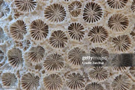 Fossils Pattern Photos And Premium High Res Pictures Getty Images