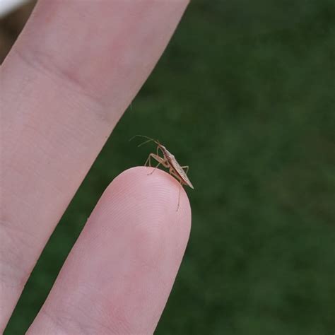 Is This An Assassin Bug Nymph Found In Missouri Rwhatsthisbug