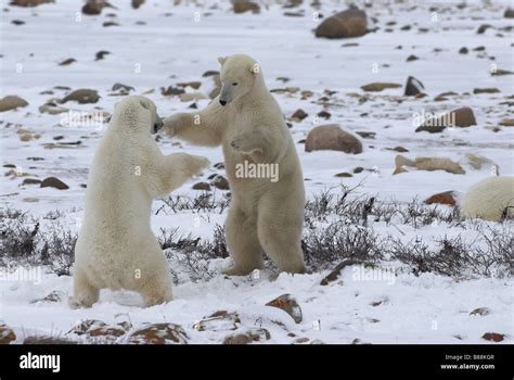 Two Young Male Polar Bears Sparing On The Frozen Tundra Of Wapusk