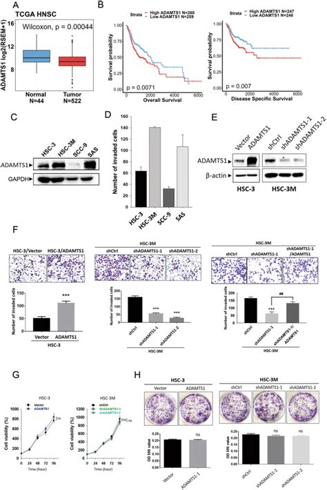 ADAMTS1 L1CAM EGFR 轴的周期性增加促进口腔鳞状细胞癌的 EMT 和颈部淋巴结转移 Cell Disease