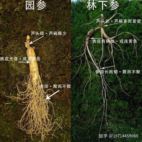 一张图带你看懂人参 知乎