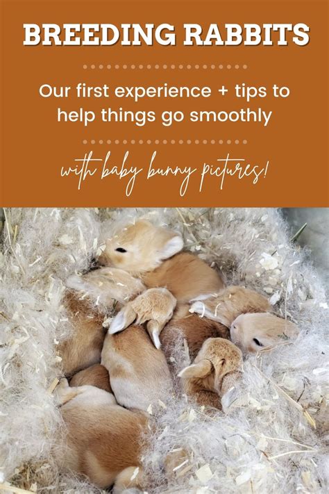 Our First Experience Breeding Rabbits April S Happy Place