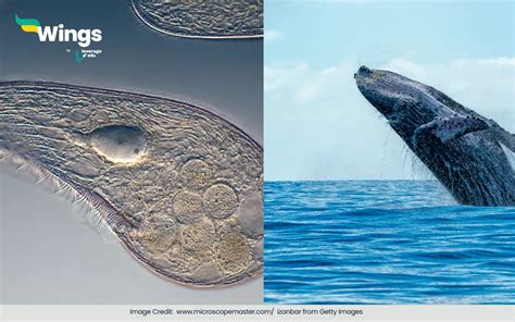 Define Unicellular And Multicellular Organisms Give An Example