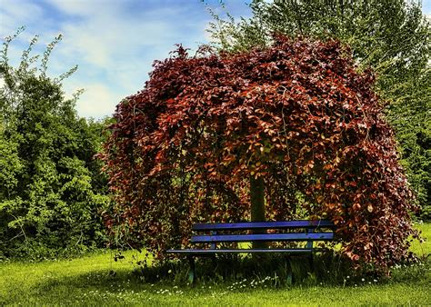 Park Bank Tree Free Photo On Pixabay Pixabay