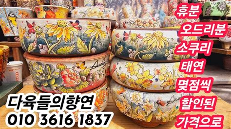 다육들의향연휴분오드리분태연분소쿠리분큰사이즈😀예쁜것만 몇점씩 쏙쏙 뽑아서 할인카드가능오드리분은도매문의😄240907korean Succulents Plants