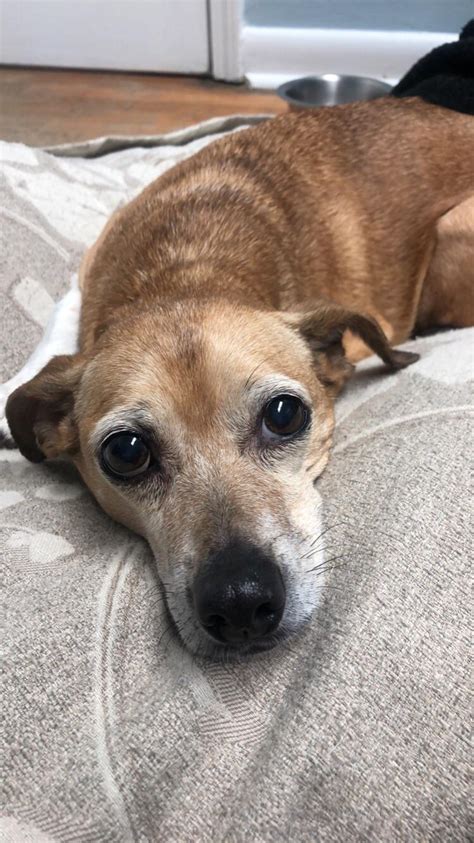 Who All Here Has A Chichi Mix Named Cocoacoco Rchihuahua