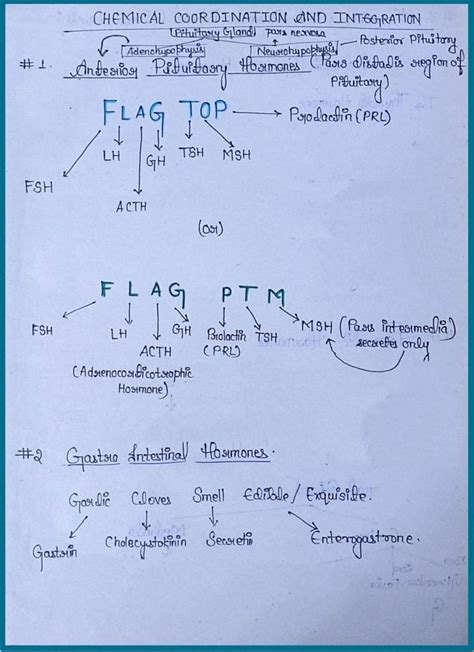 Chemical Coordination And Integration Class 11 Biology Neet Shop Handwritten Notes Shn