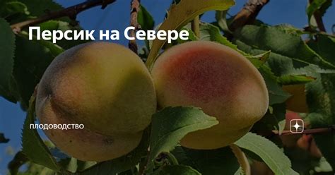 Персик на Севере Плодоводство Дзен