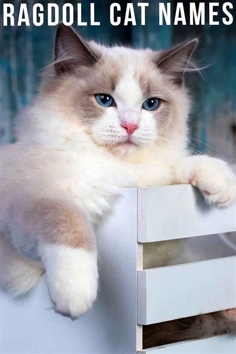 230 Ragdoll Cat Names Great Ideas For Naming Your Ragdoll Kitten Artofit