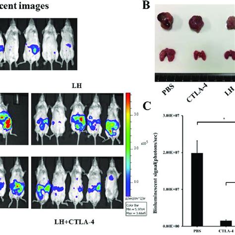 The Frequency Of Cd8 Cd44 Cd62l− Effector T Cells In Peripheral