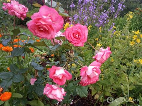 Отзыв о Удобрение Био Комплекс Бокаши Делаю компост кормлю зеленых