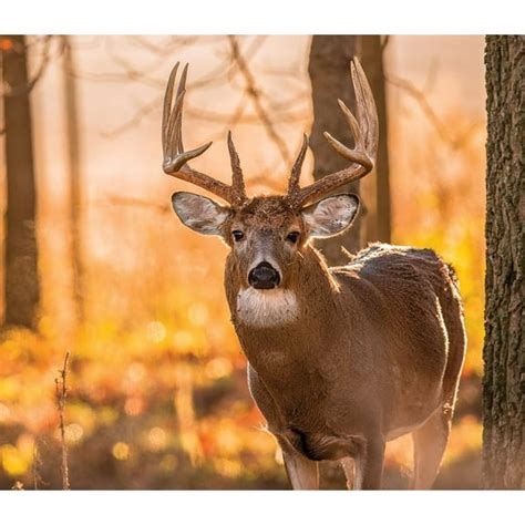 Dinner Getter Deer Food Plot Corn Seeds 250 Seeds To Grow Deer Food High Yielding Hybrid