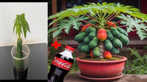Super Special Technique To Propagate Super Dwarf Papaya Trees Using Coca~cola For Beginners