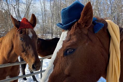 Nhspca Winter Vacation Camp Nhspca