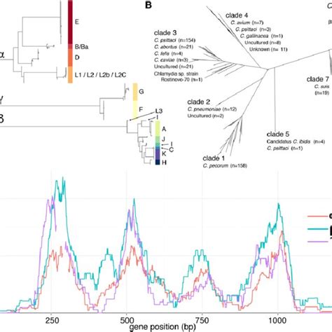 Diversity Of The Major Outer Membrane Protein Momp Gene Ompa A