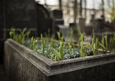 Высохшие деревья могут рухнуть на могилы в подмосковной Шатуре кто несет ответственность