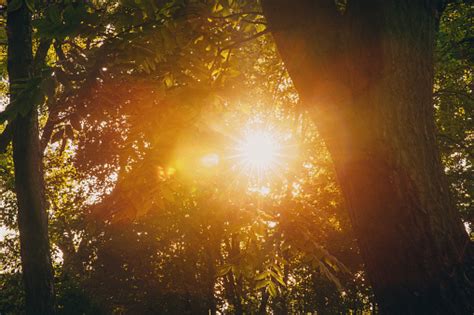 여름 태양 키 큰 나무의 캐노피를 통해 빛나고 낙 엽 숲 여름 자연에에서 햇빛입니다 나무의 위 분 지 0명에 대한 스톡 사진 및 기타 이미지 Istock