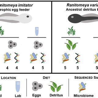 Experimental Design Of Field And Lab Tadpole Feeding Experiments Download Scientific Diagram