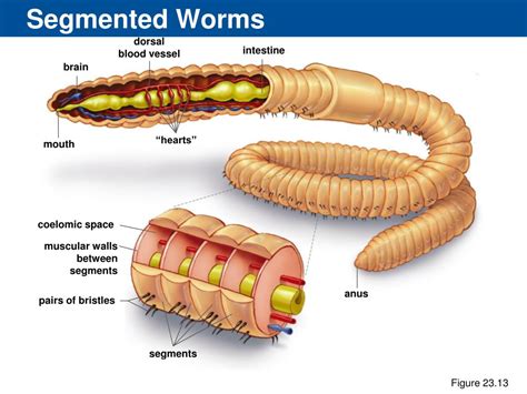 Ppt Animals Powerpoint Presentation Free Download Id5739848 Ppt Animals Powerpoint Presentation Free Download Id5739848