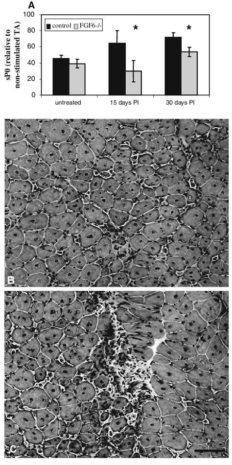 A Mean Specific Maximal Tetanic Force Sp 0 Control Ie No