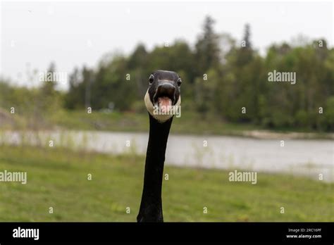 Goose Hissing At Camera Canadian Goose Attacking Goose Tongue Funny