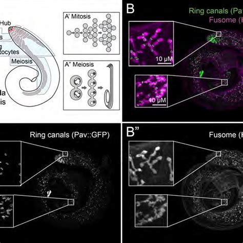 Figure S Movie Showing Movement Of PA GFP Through The RCs In A Cell Download Scientific