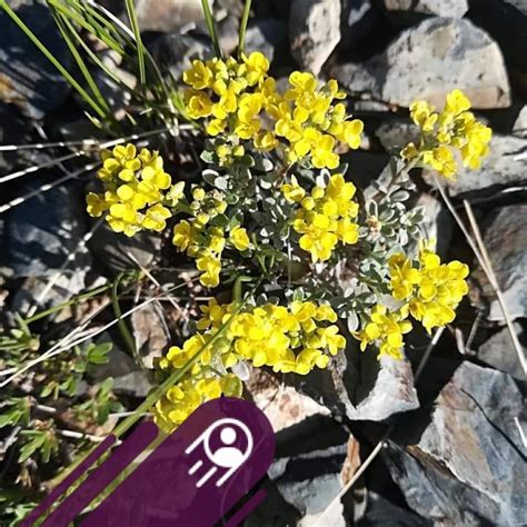 Насанбуян Хичээлийн шинэ жилийн баярын өдөр цэцэрлэгийн хүүхэд болон 1 р ангид элсэн орж буй