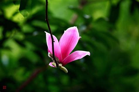 花花的世界六 中关村在线摄影论坛