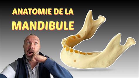 Anatomie Des Fledermausmuskels