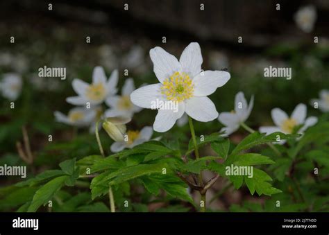 Single Flower Of Windfloweranemone Nemorosa Closeup Against Fresh