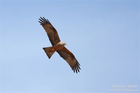 Difference Between Kite And Eagle