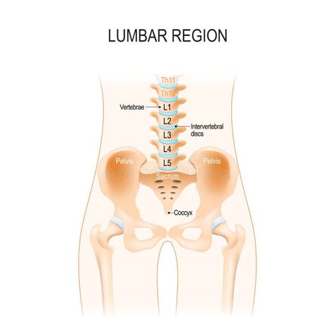 Lumbar Region Function