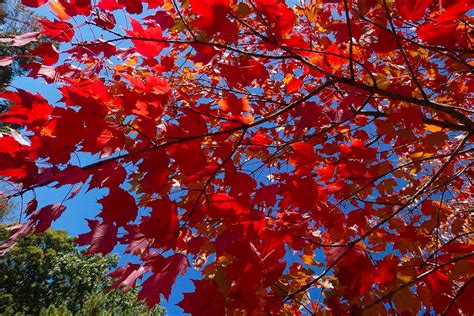 How To Grow And Care For Red Maple Trees Gardeners Path