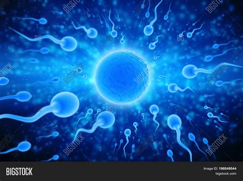 Sperm Egg Cell On Image And Photo Free Trial Bigstock