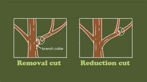 Pruning 101 The TreePeople Guide To Proper Tree Pruning TreePeople