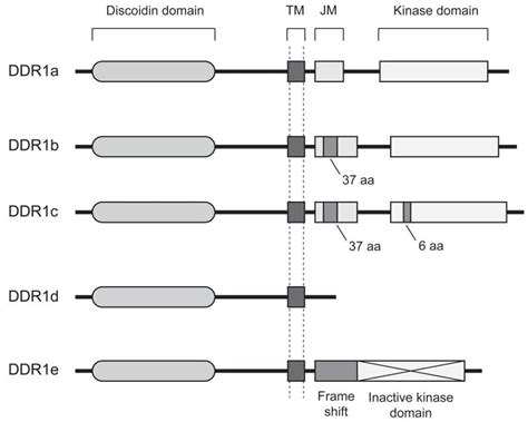 The Pathobiology Of Collagens In Glioma Pmc