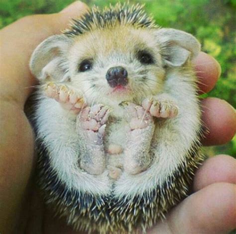 Cute Hedgehog Sitting In Hand Rate Cuteness 1 10 Adorable Hedgehog